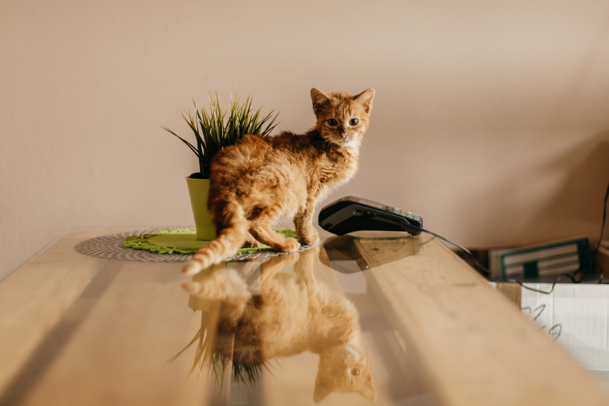 Na Cztery Łapy - na nowe domy czekają Nemo, Ginger i Rambuś - www.nasze ...