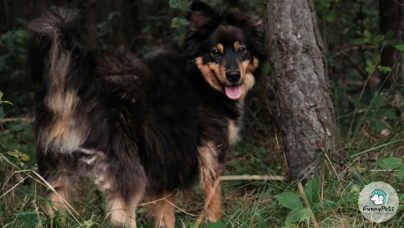 Na Cztery Łapy - na nowe domy czekają Gonzo, Mars i Baksio - www.nasze ...